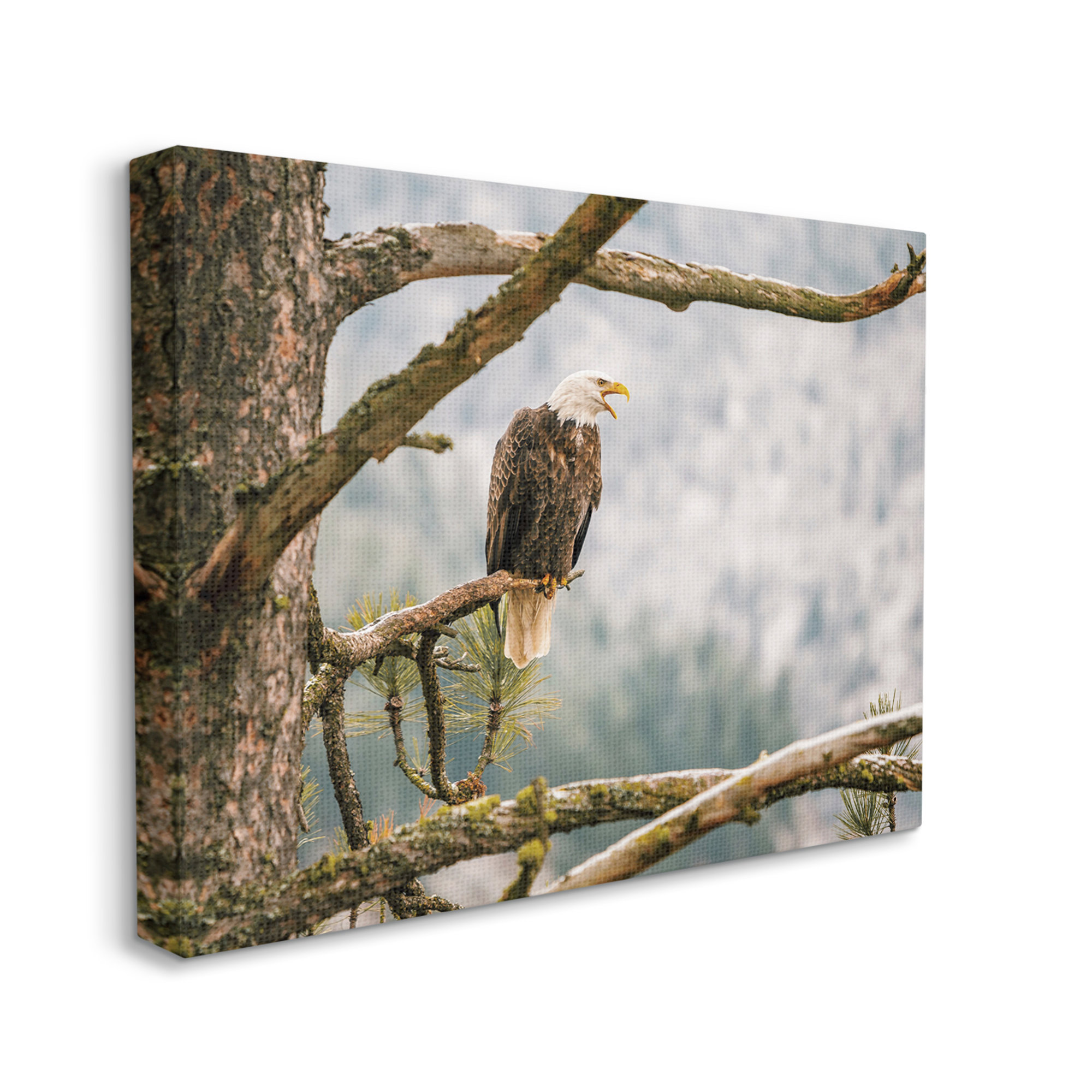 Stupell Industries Eagle Perched Forest Tree Branches by Krista Broadway - Wrapped Canvas ...
